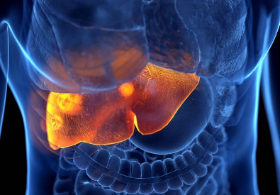 Conheça os principais sintomas de problemas no fígado