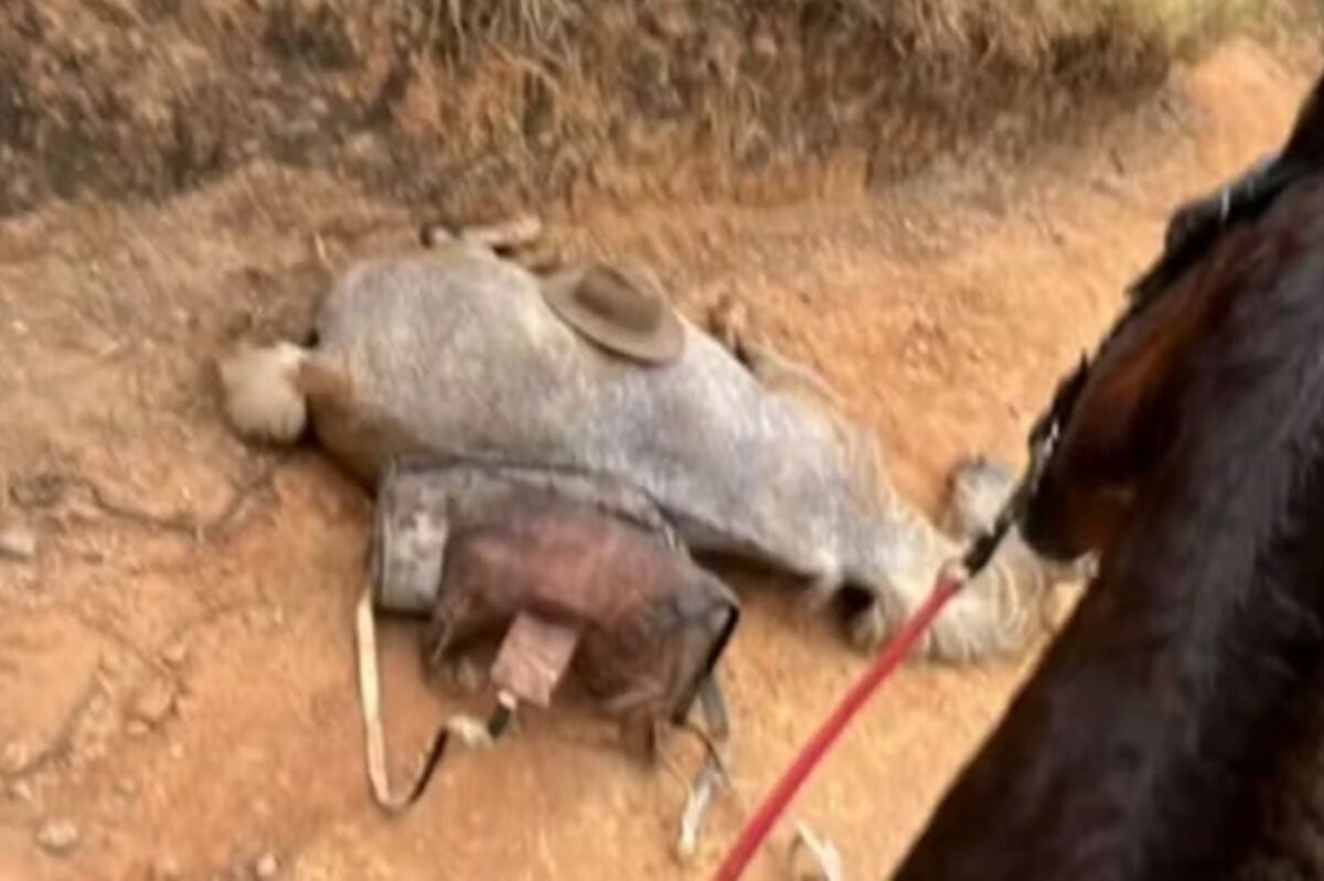 O que se sabe e o que falta saber sobre o cavalo mutilado em São Paulo