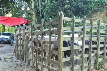 Peles, ossadas e vísceras: PM localiza abatedouro clandestino em ...